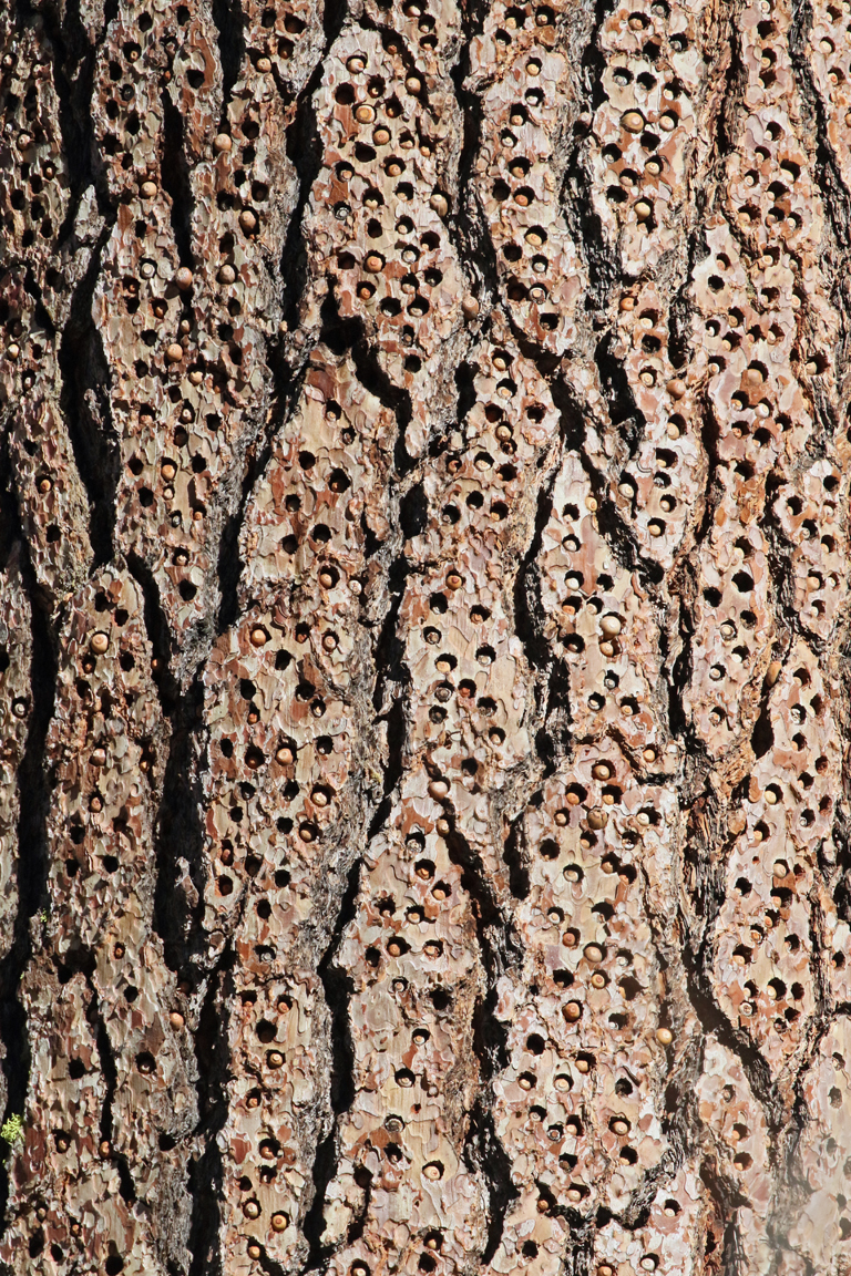 Wacko Wacha Woodpeckers – This Birding Life