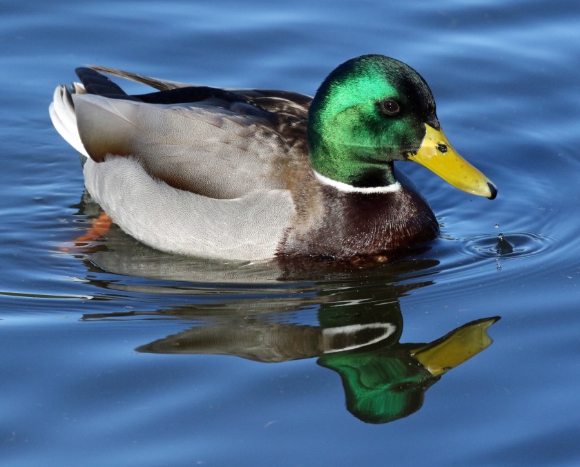 Mallards – This Birding Life