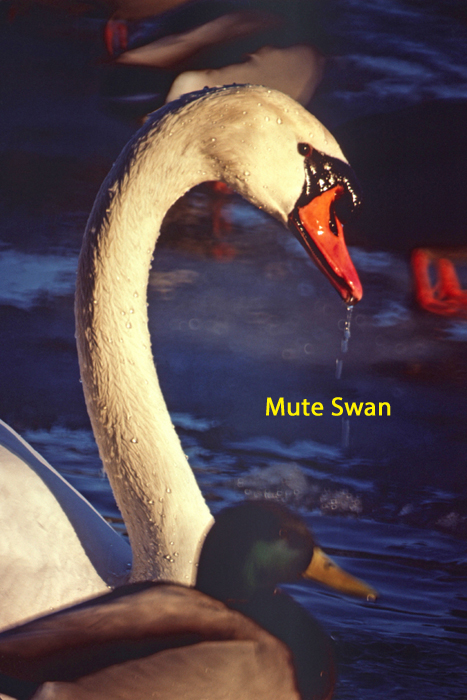 Mute Swans – This Birding Life